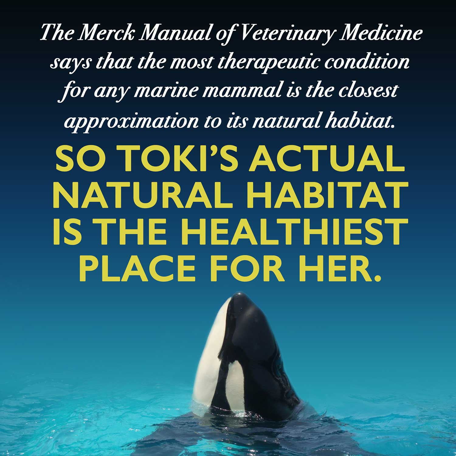 8 Educational Memes for Tokitae | Design By Jo