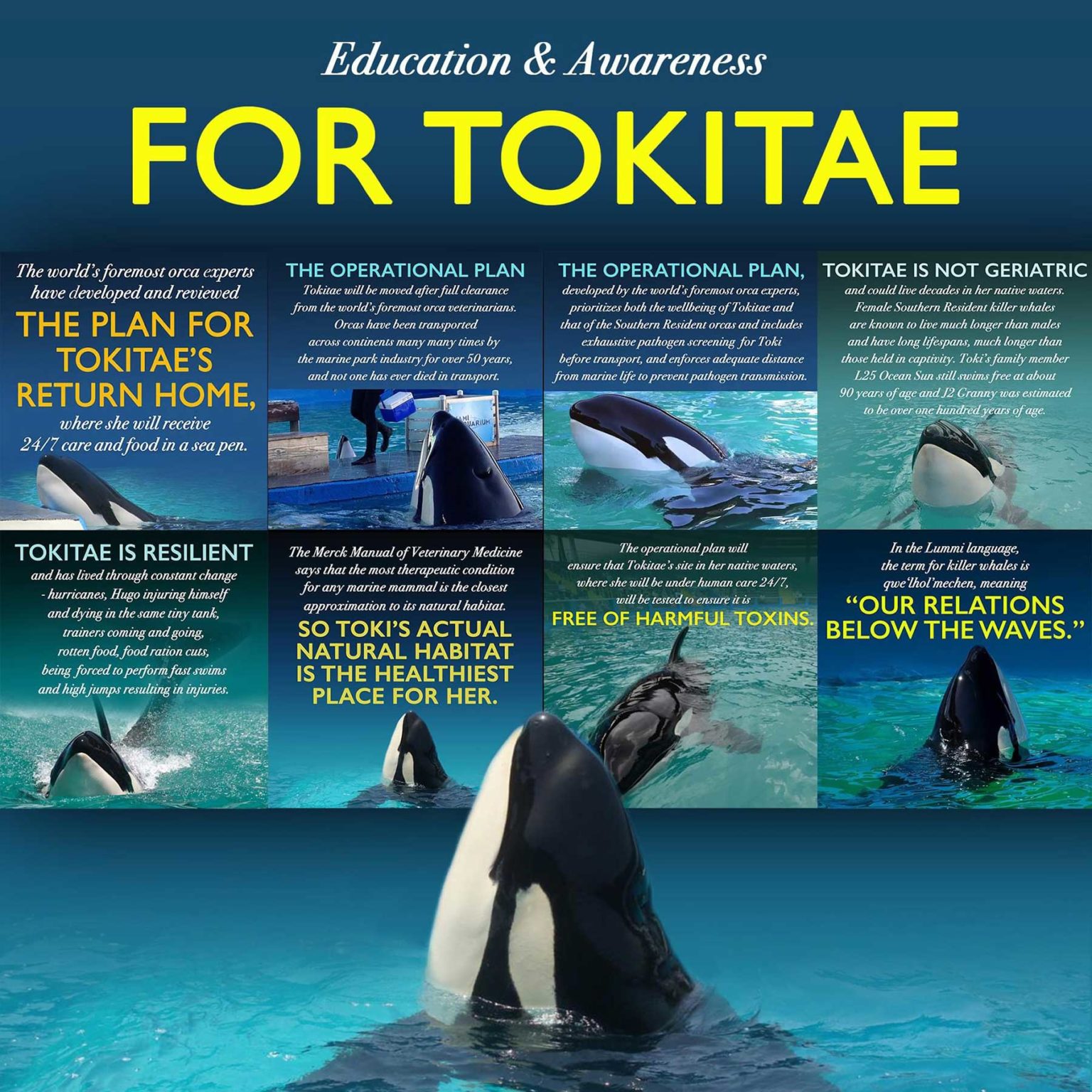 8 Educational Memes for Tokitae | Design By Jo